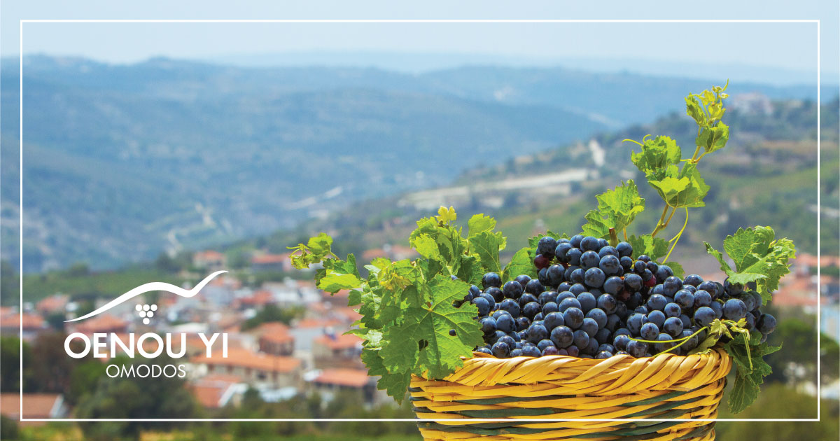 Omodos and Wine | Oenou Yi Winery